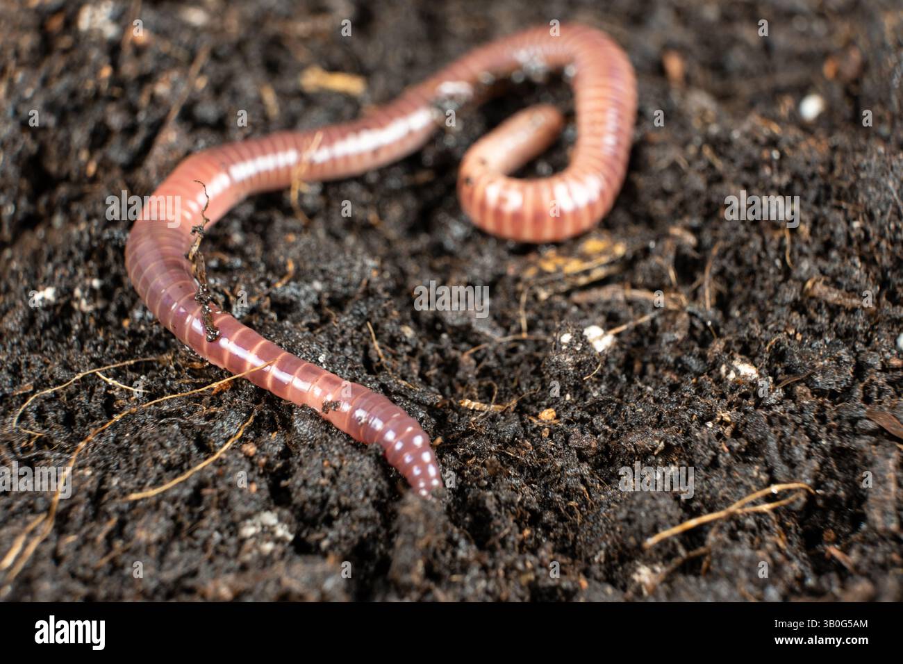Earthworm in moist environment hi-res stock photography and images - Alamy