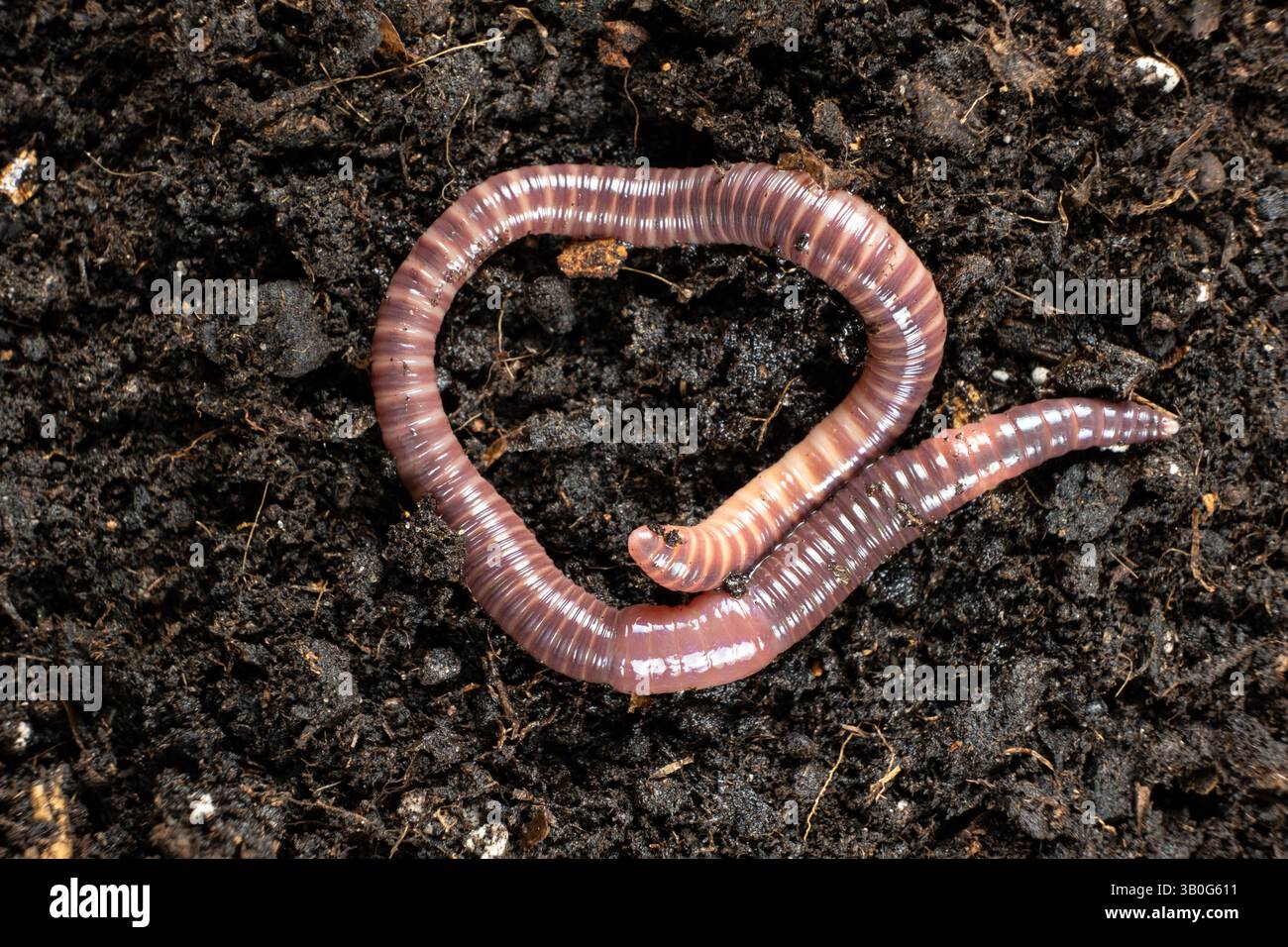 Macro Shot of Earthworm on Moist Soil Surface Stock Photo - Alamy