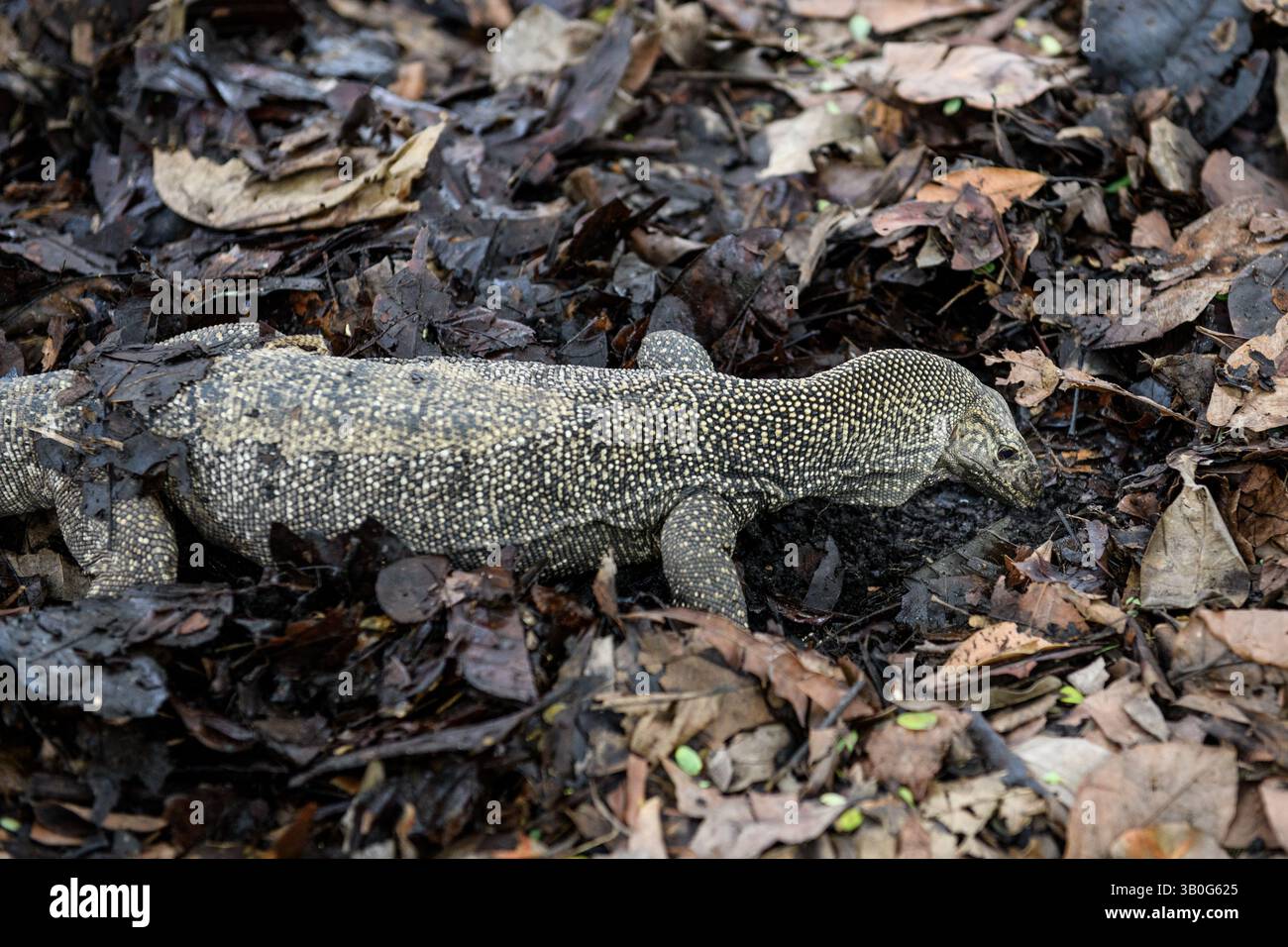 An Asian Water Monitor lizard crawls through a leafy forest in ...