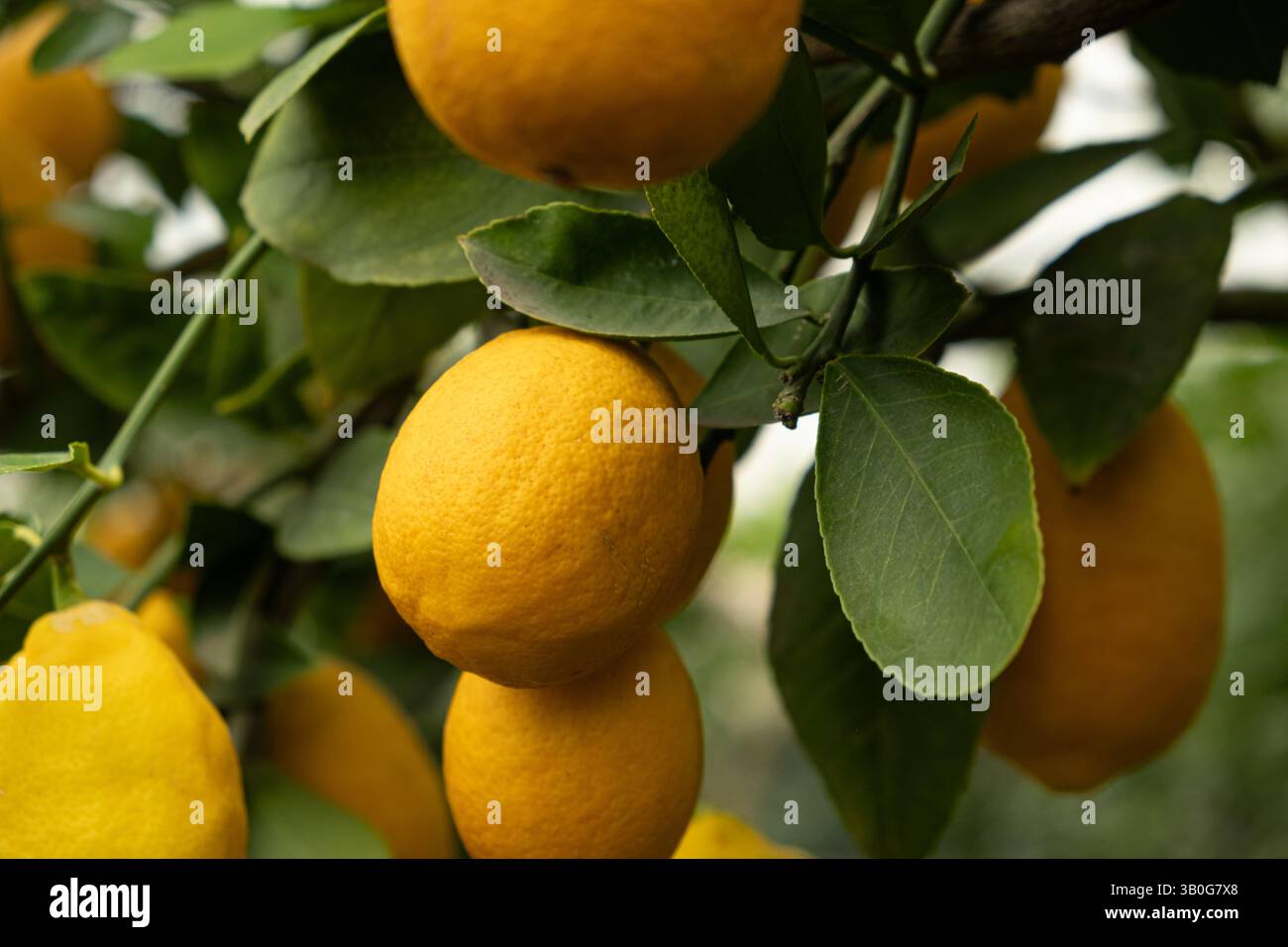 Organic Lemon Tree with Fresh Ripe Fruits Stock Photo - Alamy
