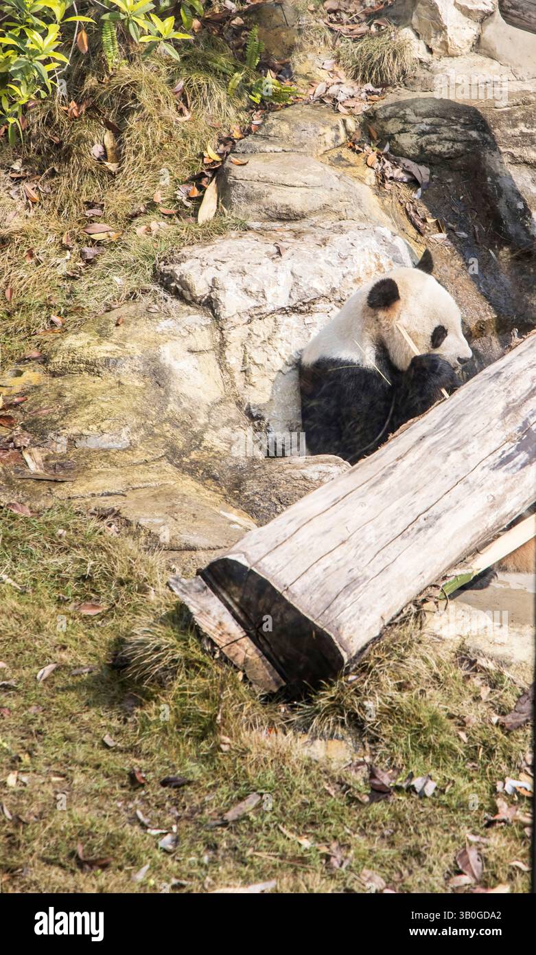 giant pandas playing in the world famous chengdu giant panda research ...