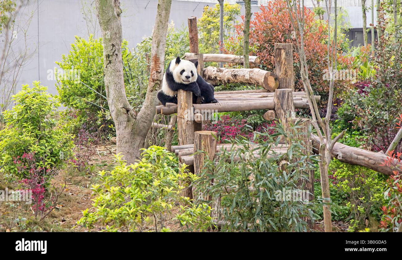 giant pandas playing in the world famous chengdu giant panda research ...