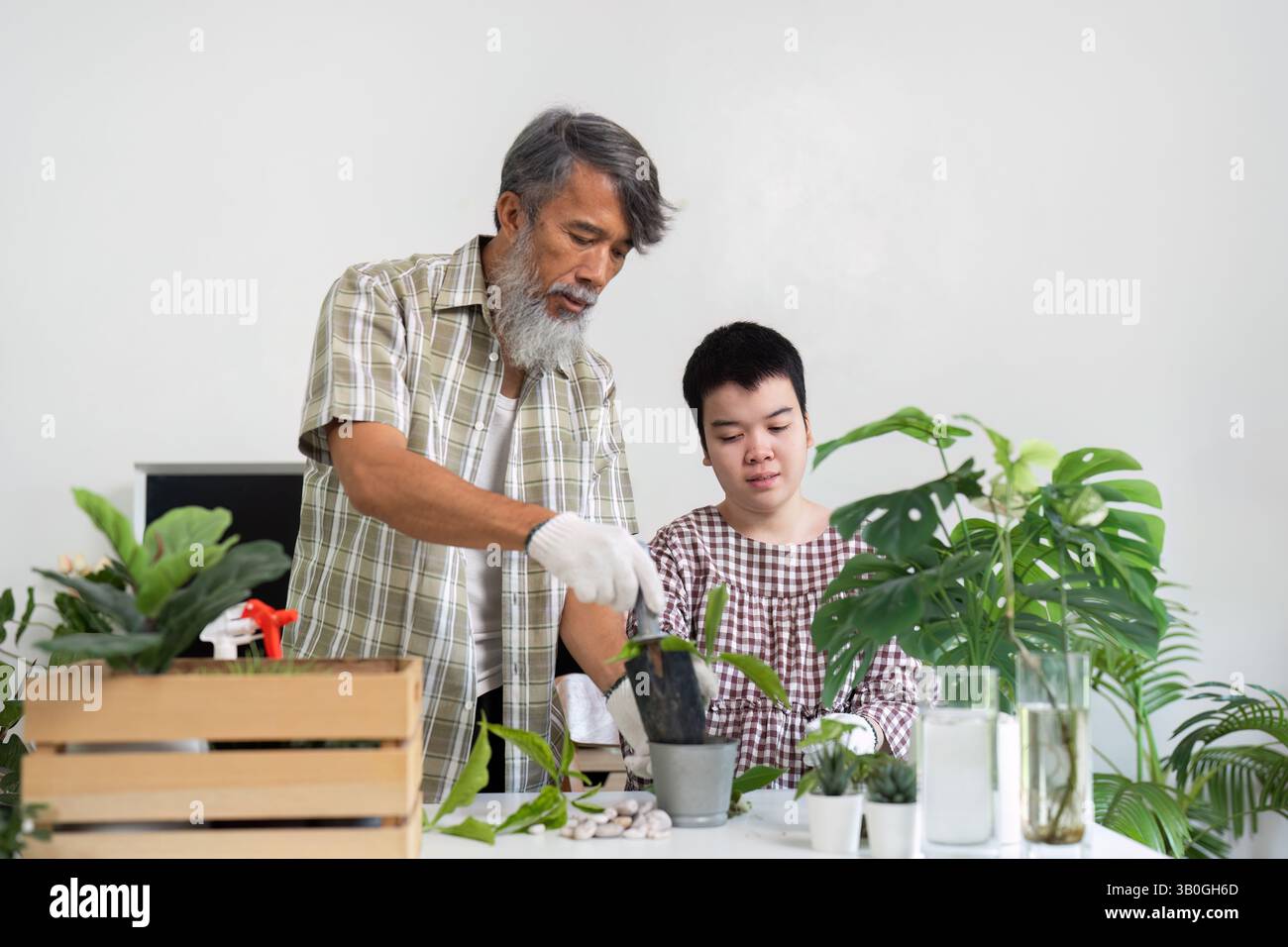 Gardening and Mentorship. A girl with Down syndrome and her grandfather cultivate plants ...
