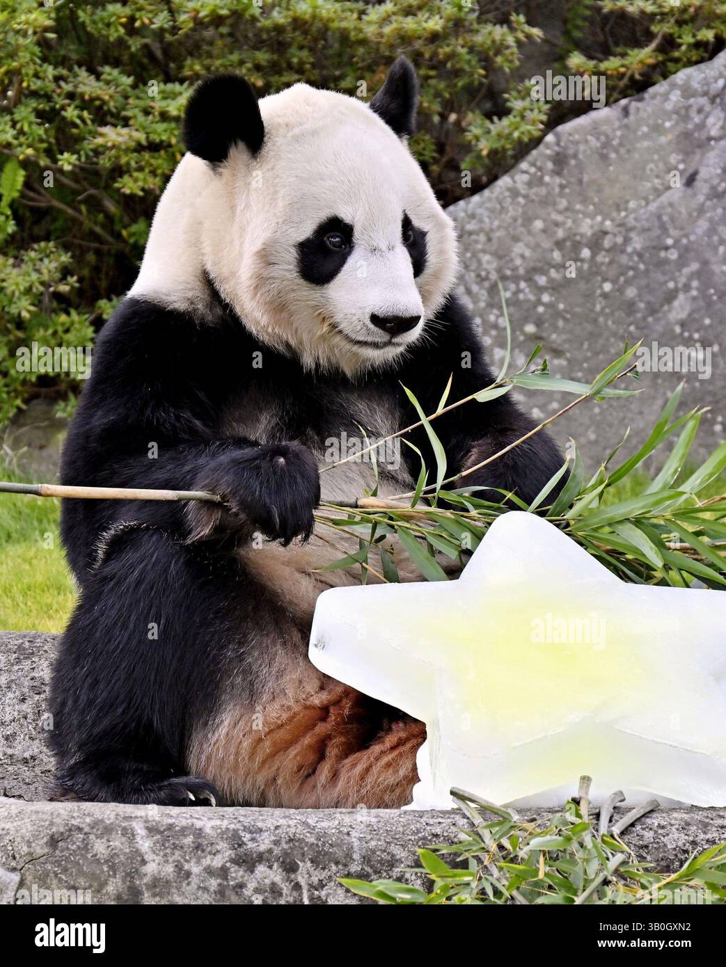 Photo taken on Dec. 24, 2024, shows giant panda Fuhin at the Adventure ...