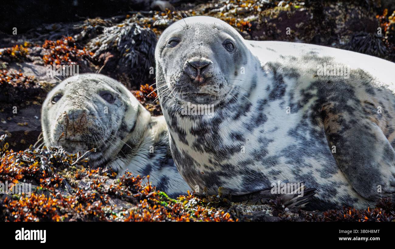 Grey Seals, basking on rocks between tides, Farne Islands ...