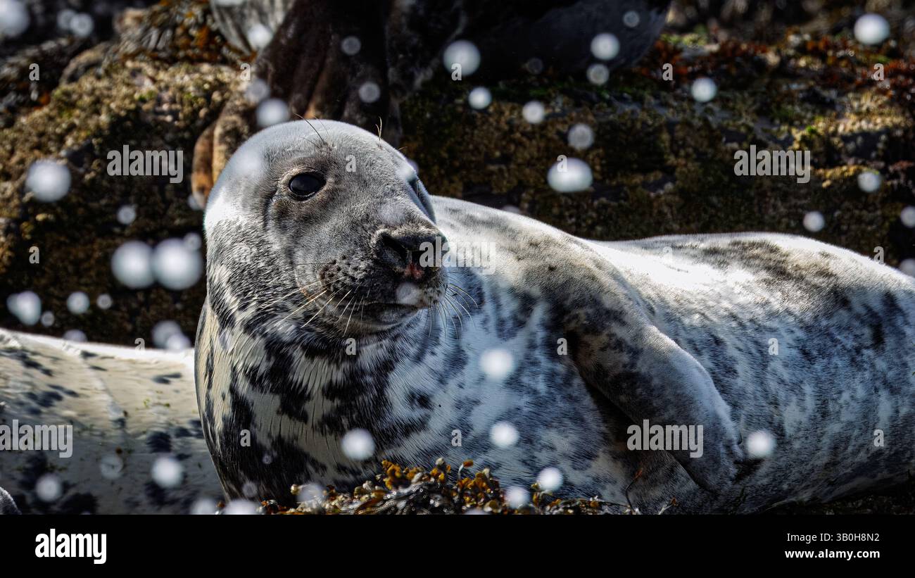 Grey Seals, basking on rocks between tides, Farne Islands ...