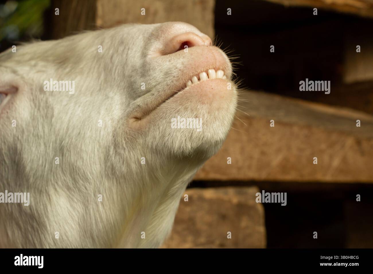 close-up pose of white goat head, goat mouth showing teeth Stock Photo ...