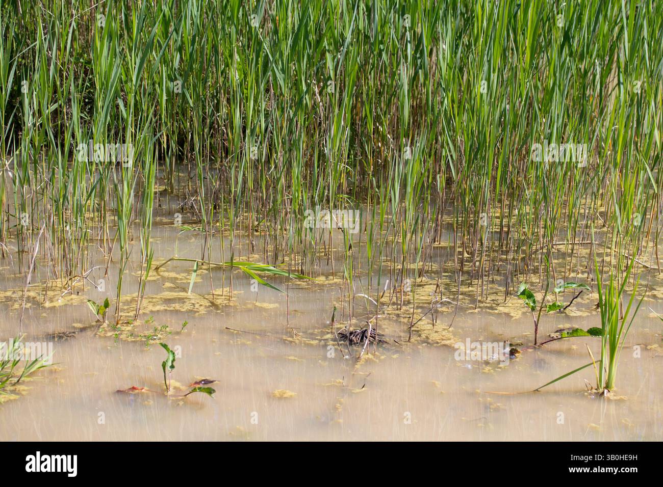 Tall green reeds grow in shallow murky water wetland environment ...