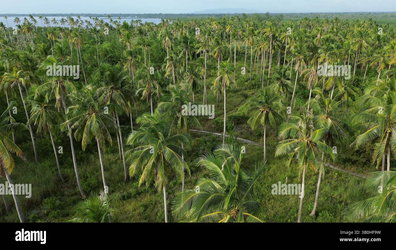 Coconut trees plantation on hi-res stock photography and images - Alamy