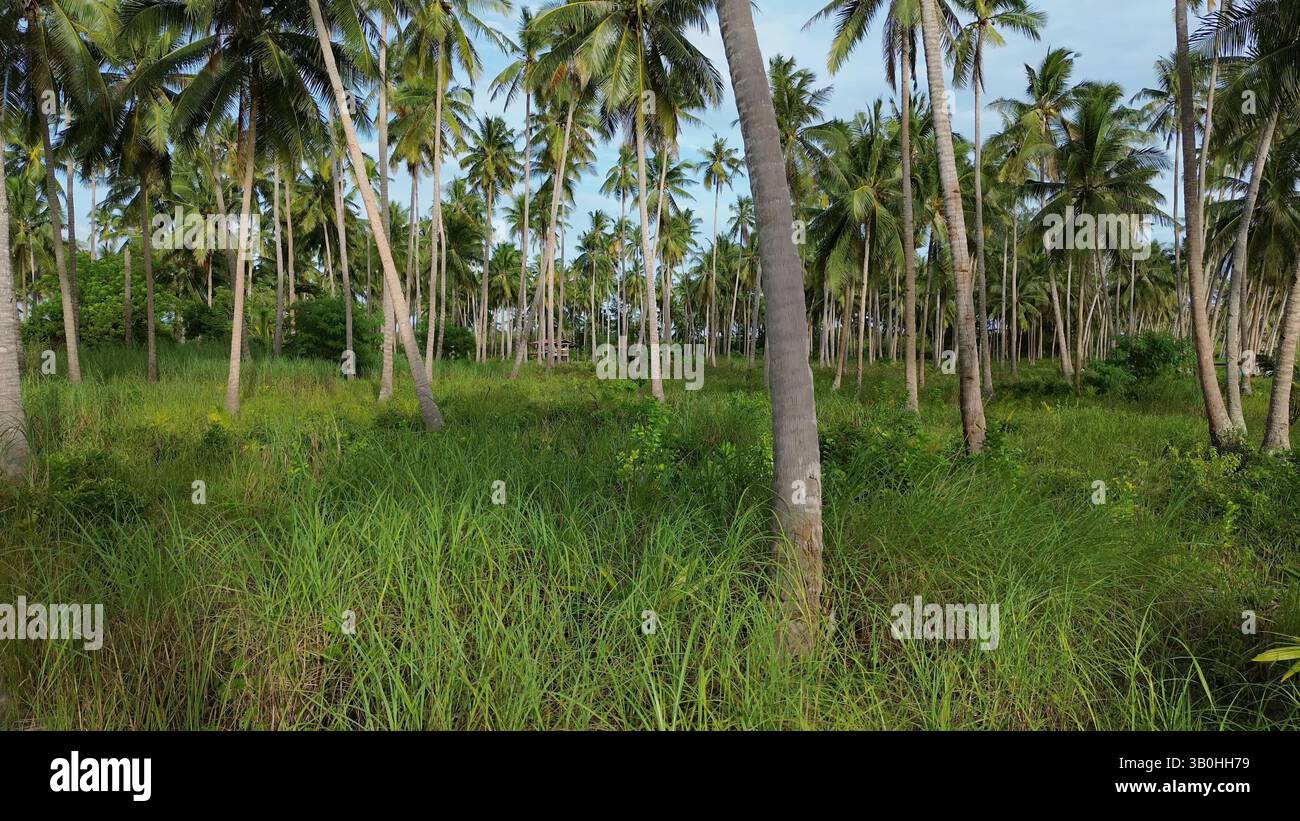 Forest coconut palm trees hi-res stock photography and images - Alamy