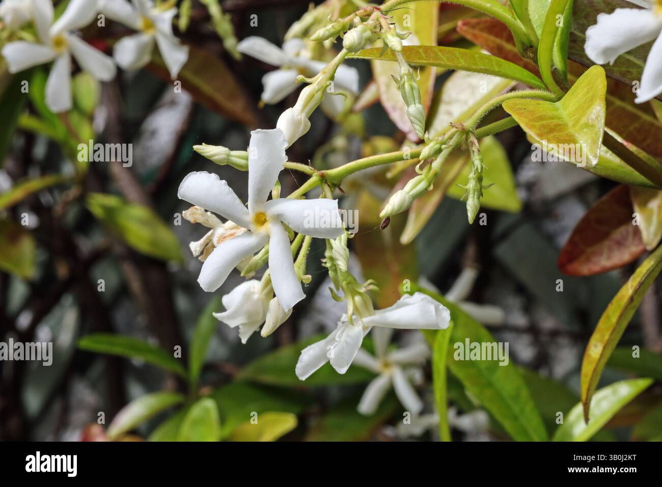Star Jasmine hardy climbing shrub in close up Stock Photo - Alamy