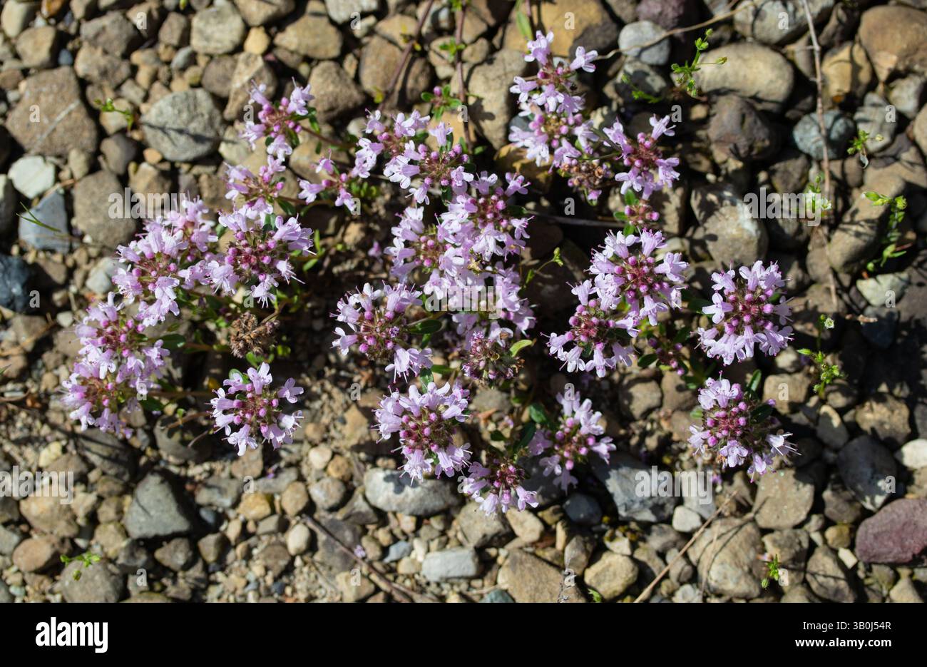 Thymus serpyllum creeping thyme pink flowers gravel surface herbal ...