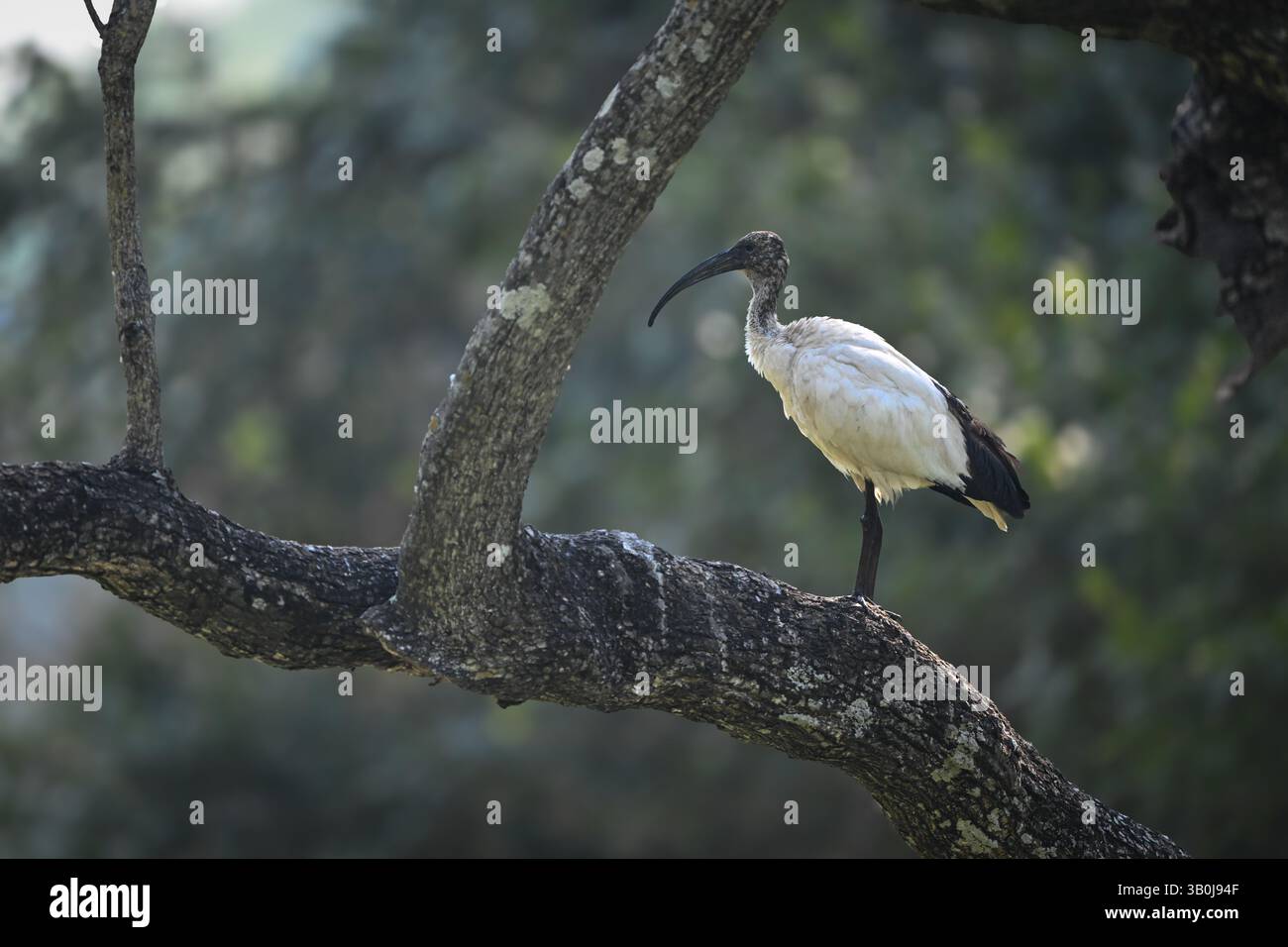 African sacred ibis in profile on branch Stock Photo - Alamy