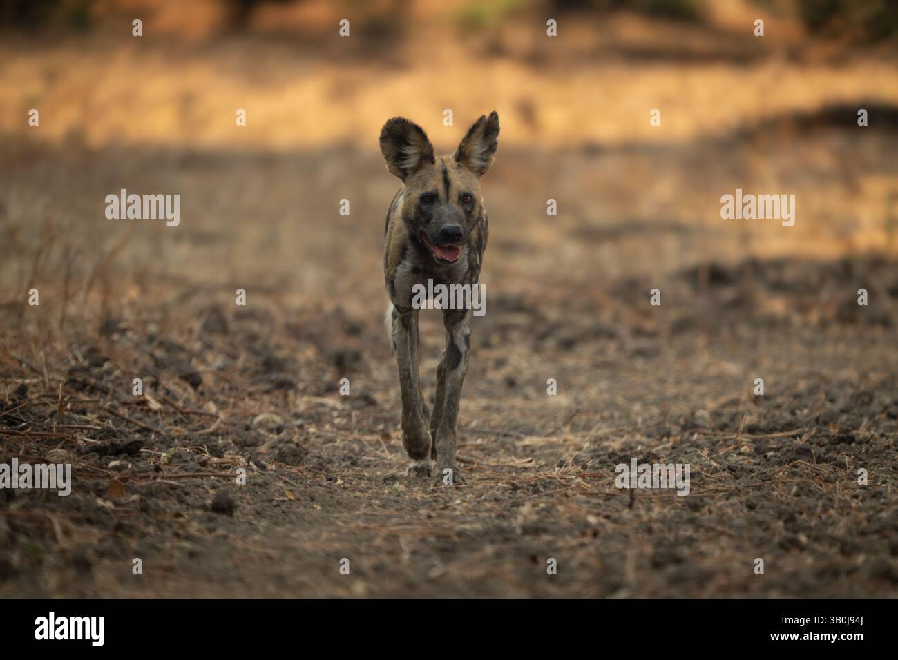 African wild dog approaching camera in shade Stock Photo - Alamy