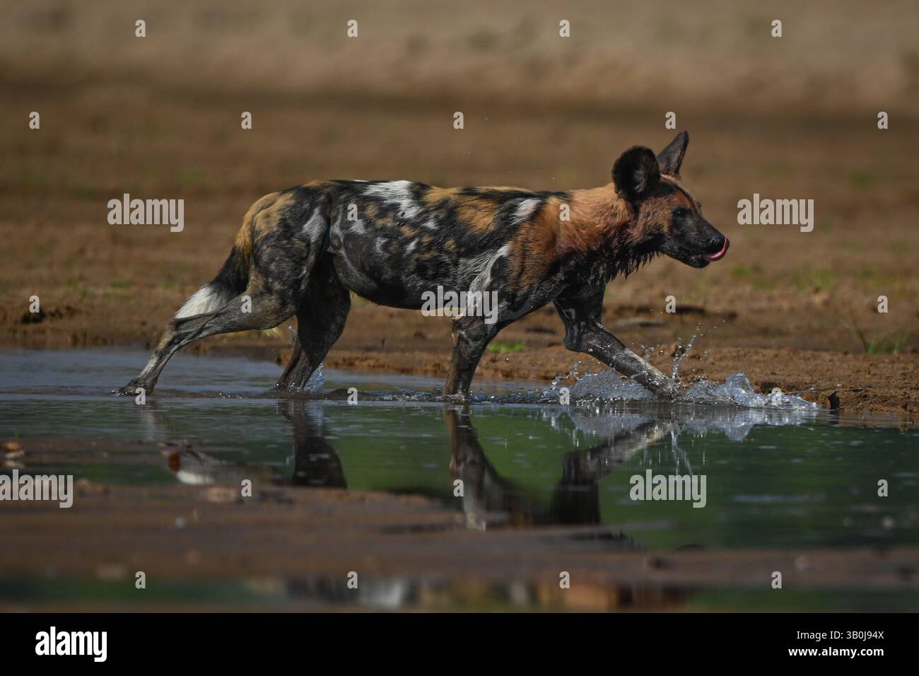 African wild dog crosses river licking lips Stock Photo - Alamy