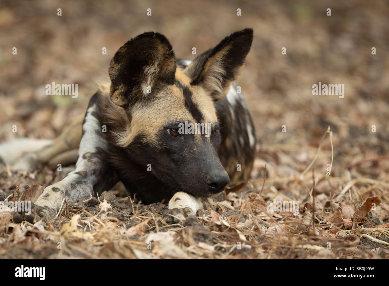 African wild dog lies head on paw Stock Photo - Alamy