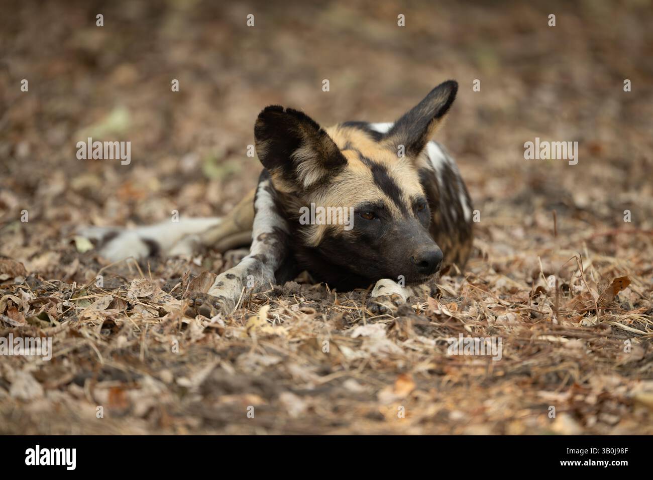 African wild dog lies in leaf litter Stock Photo - Alamy