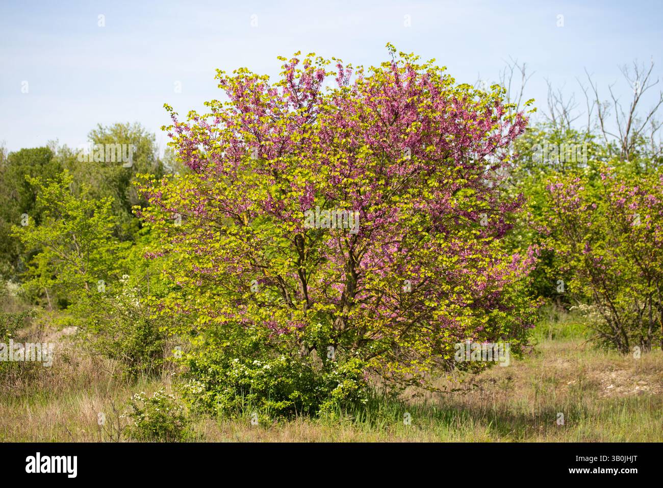 Flowering Judas tree springtime landscape Italy nature scene Stock ...