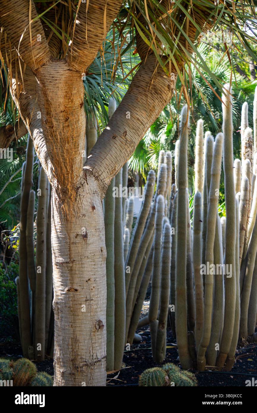 Tropical Cactus and Palm Trees in the Famous Garcia Sanabria Park Santa ...