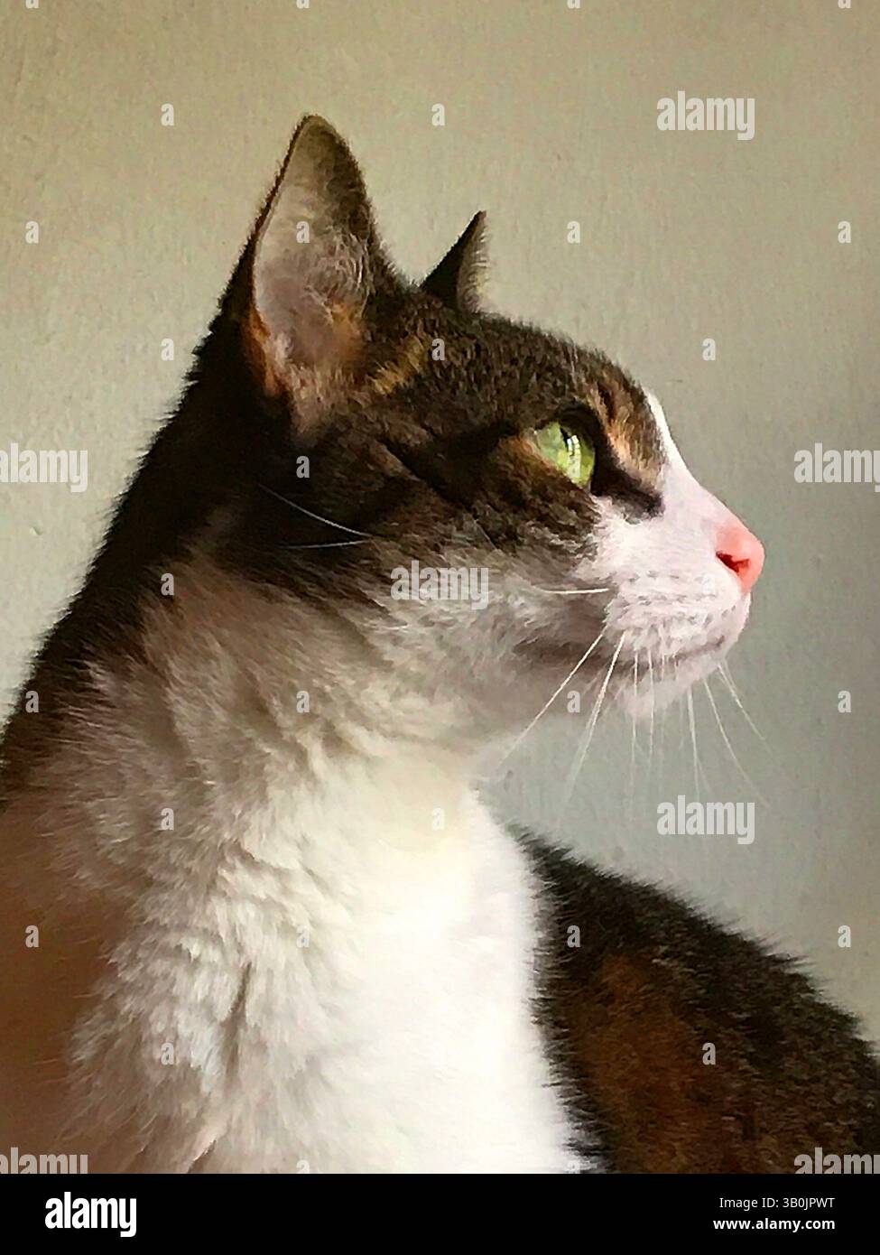 Tabby cat head profile hi-res stock photography and images - Alamy