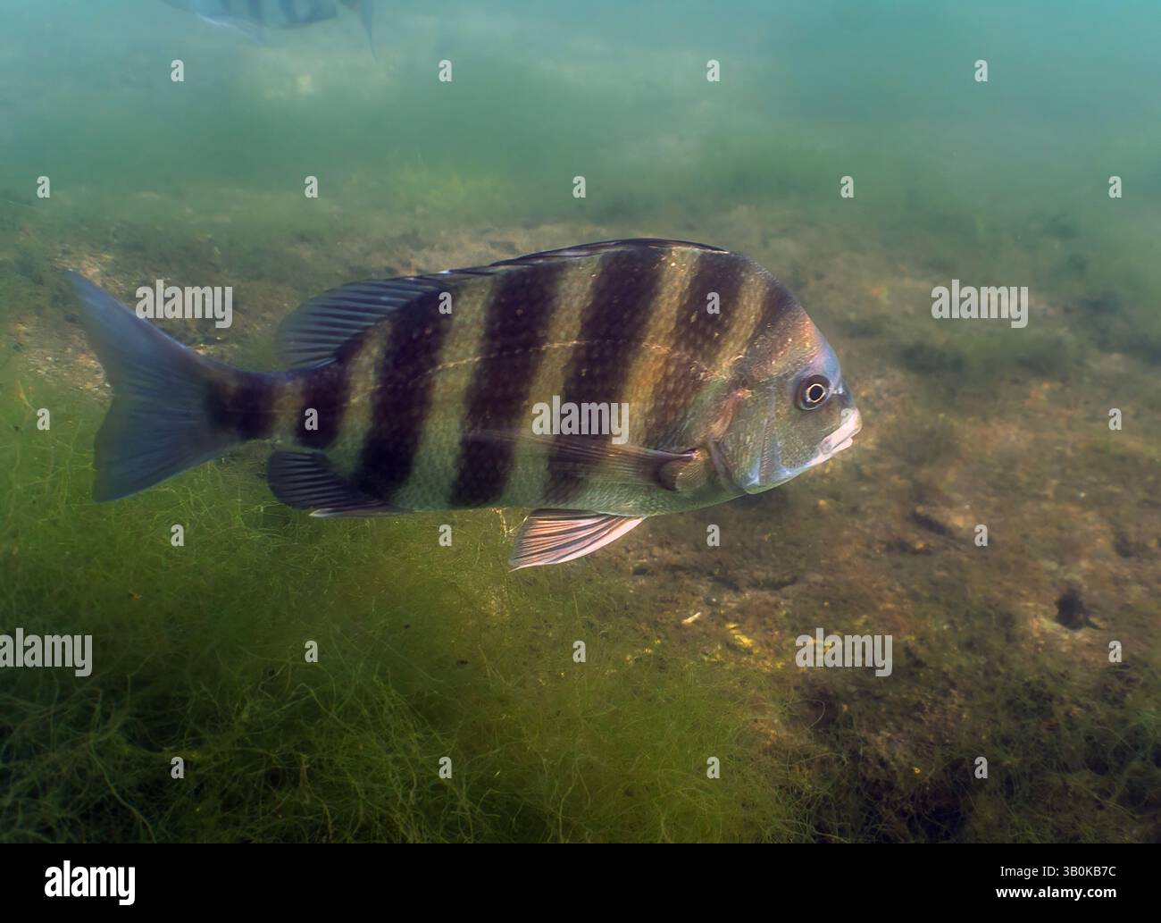 A Sheepshead (Archosargus probatocephalus) in Crystal River, Florida ...