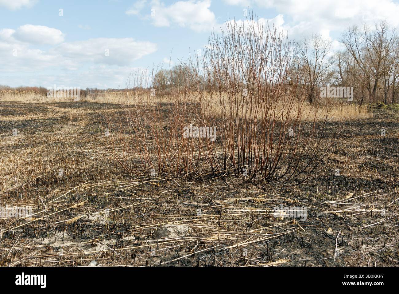 Blackened reeds in a marshy field show aftermath of a springtime ...