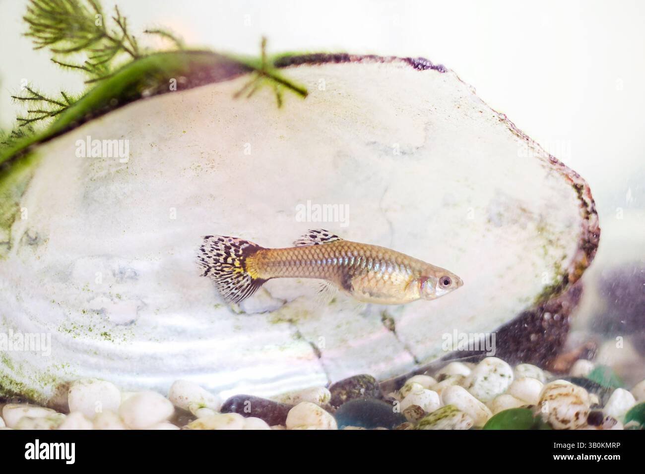 Slow swimming fish in clear hi-res stock photography and images - Alamy