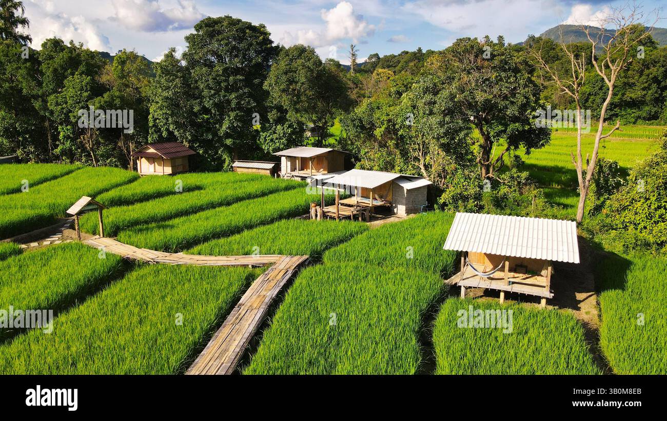 Expansive rice paddies stretch across the landscape, dotted with rustic ...