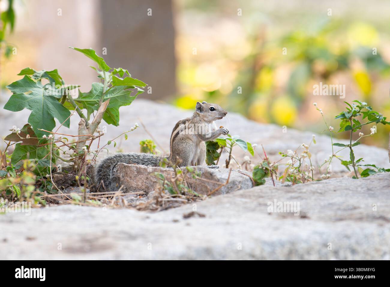 Indian three striped palm squirrel, Funambulus palmarum, chipmunk ...