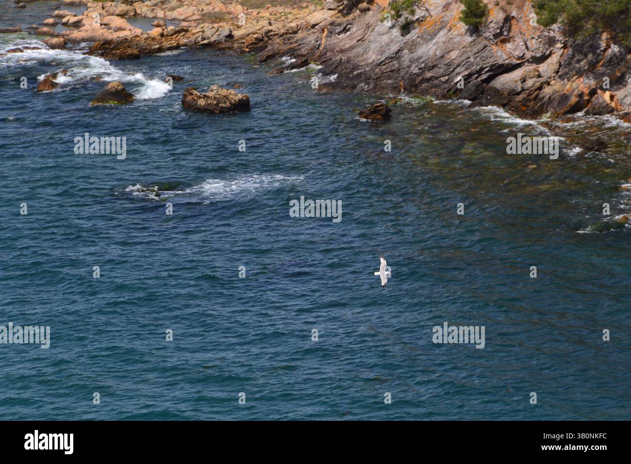 Seagull flying above the Sea of Marmara on the Prince islands Stock ...
