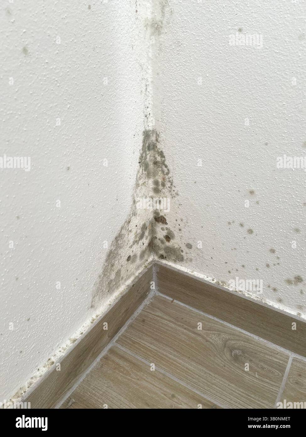 Mold and fungus problem in corner of room. Humidity in apartment ...