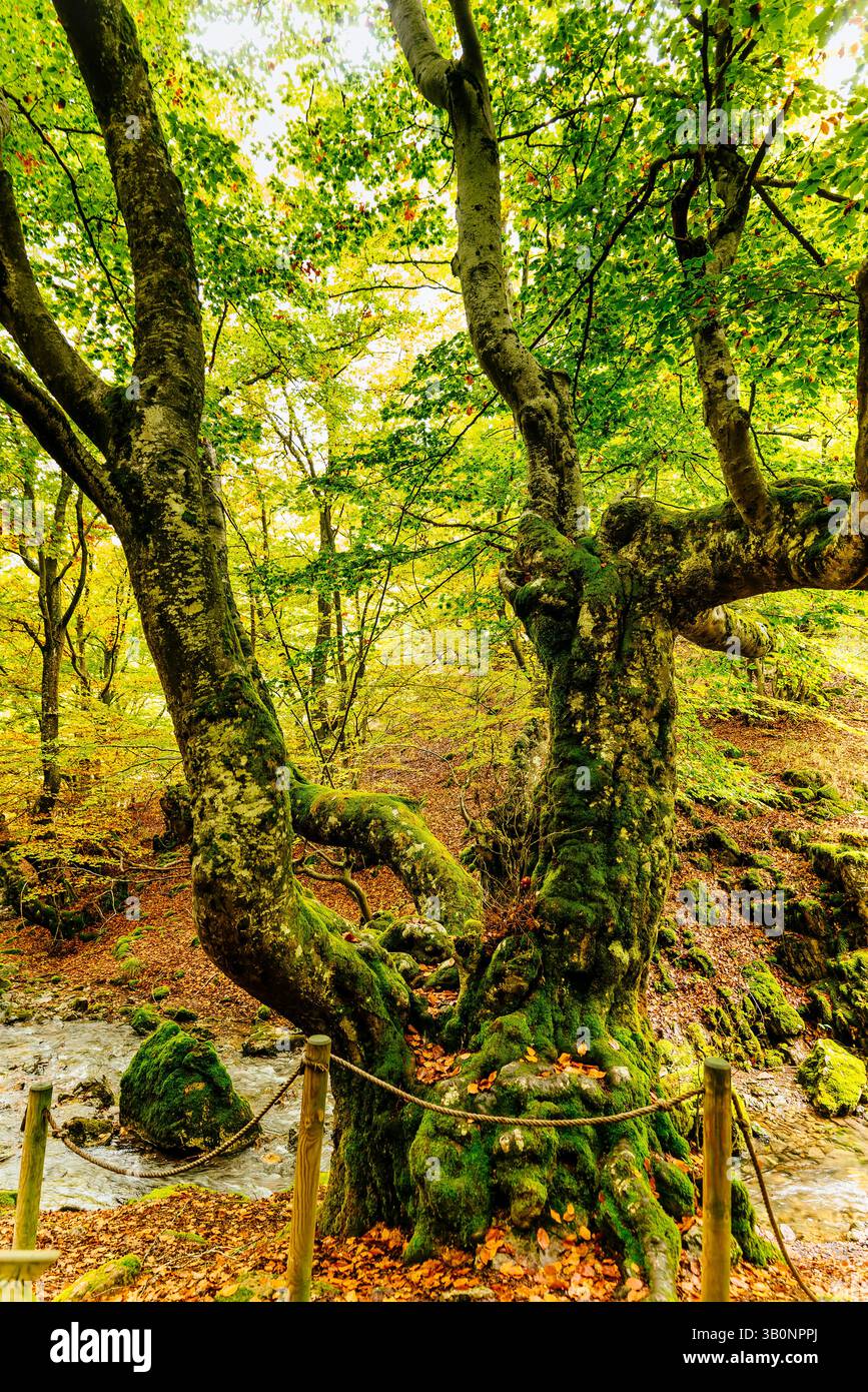 Witch haeda hi-res stock photography and images - Alamy