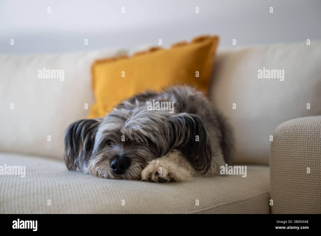 Female body without head hi-res stock photography and images - Alamy