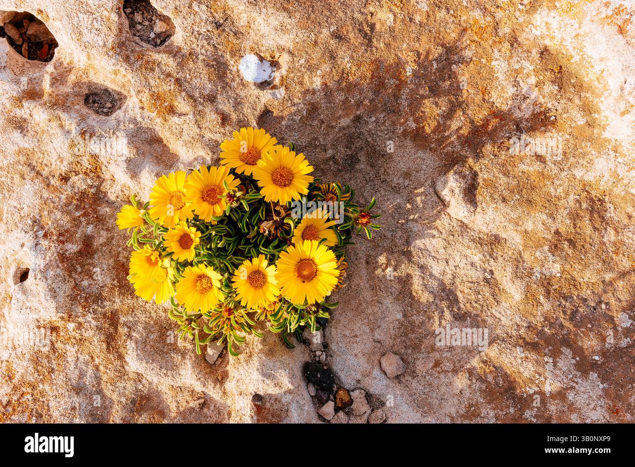 Pallenis maritima, also known as the Mediterranean Beach Daisy or Gold ...