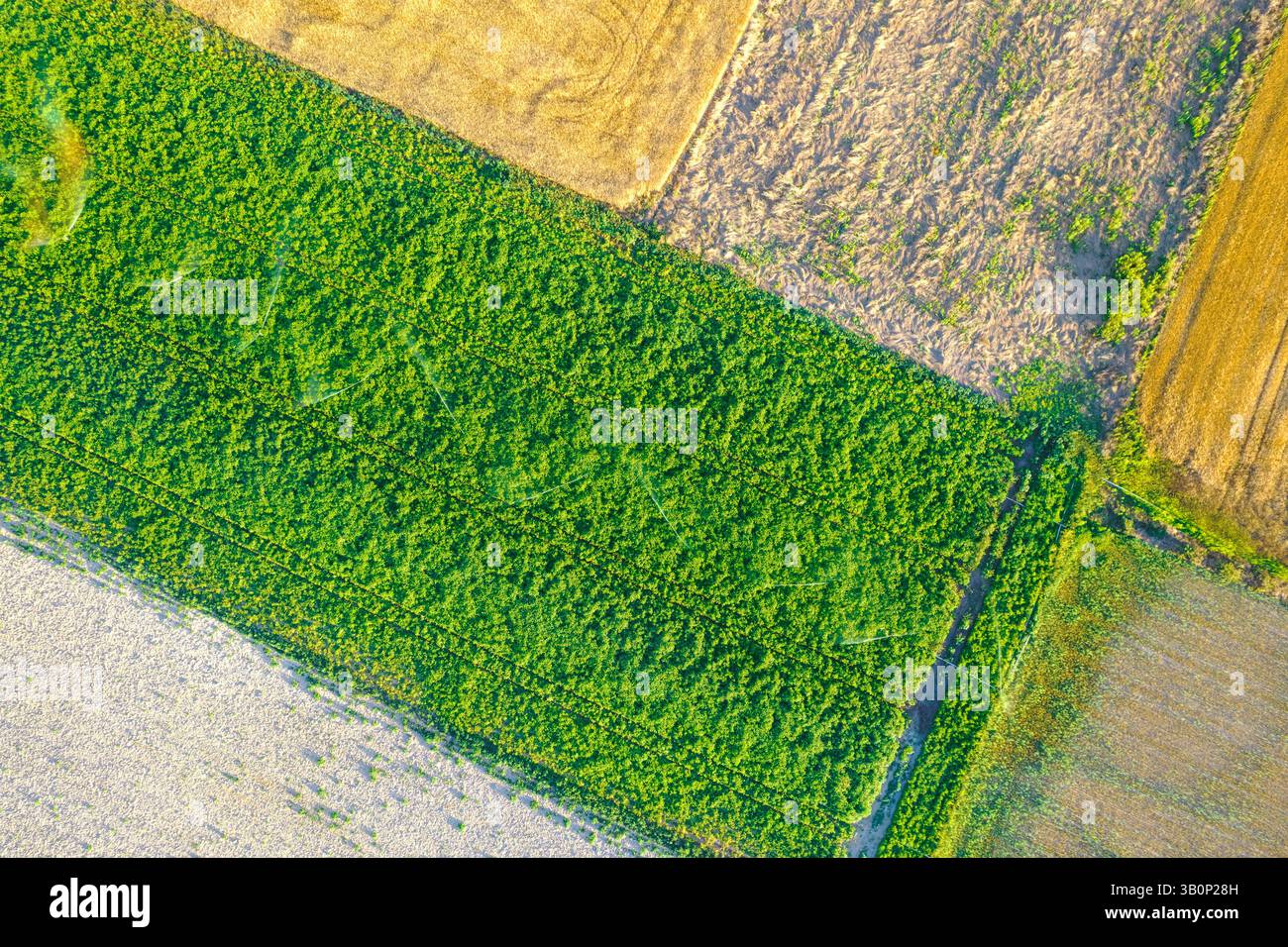 top-down view of potato and cereal field patterns drone shot of farm ...