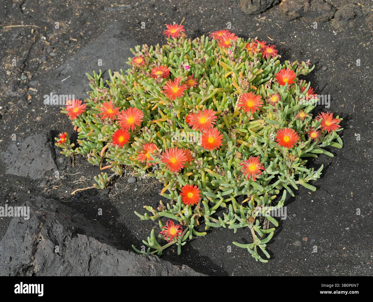 Blüte einer Sukkulente, Malephora, schwarzer Lavaboden, El Remo ...