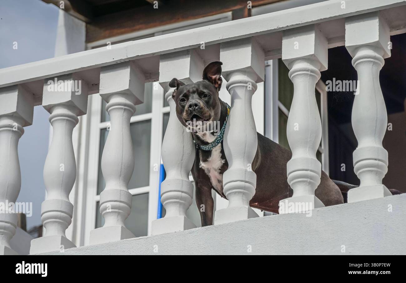 Hund bellt auf Balkon, El Remo, Atlantik, La Palma, Spanien *** Dog ...