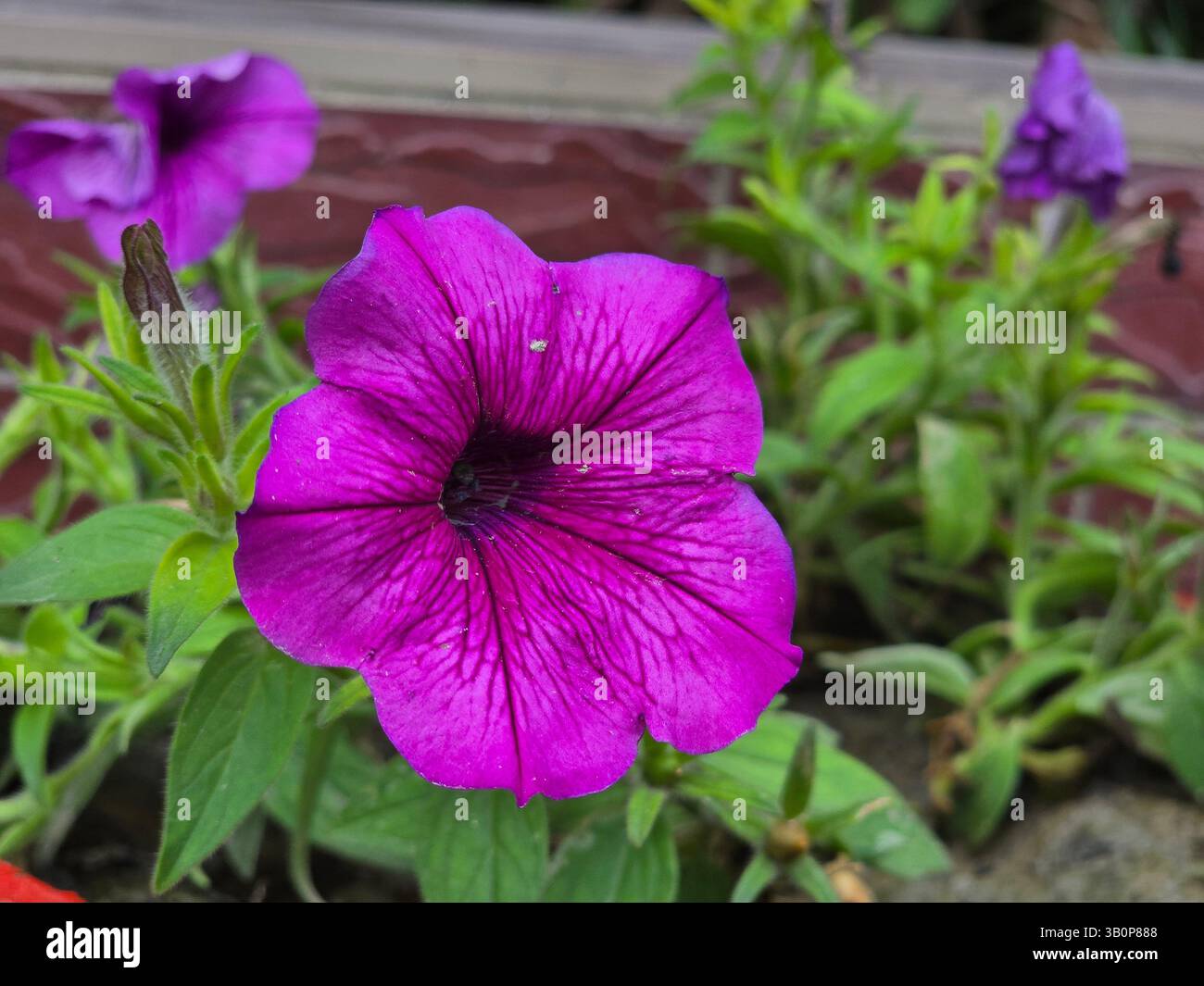 A detailed shot of a petunia flower in full bloom dominates this image ...