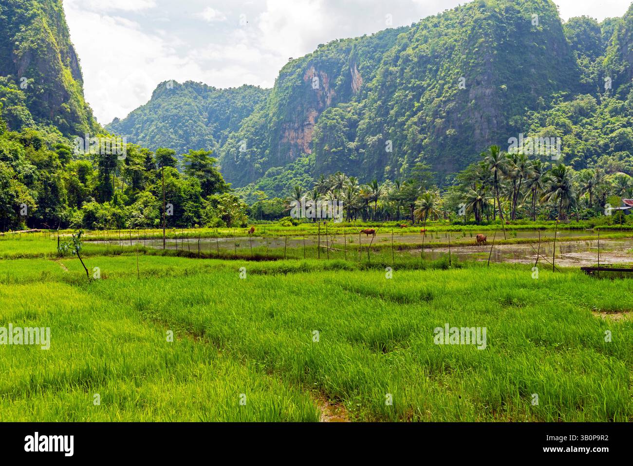 Exploring Rammang Rammang in South Sulawesi, Indonesia. Home to the ...