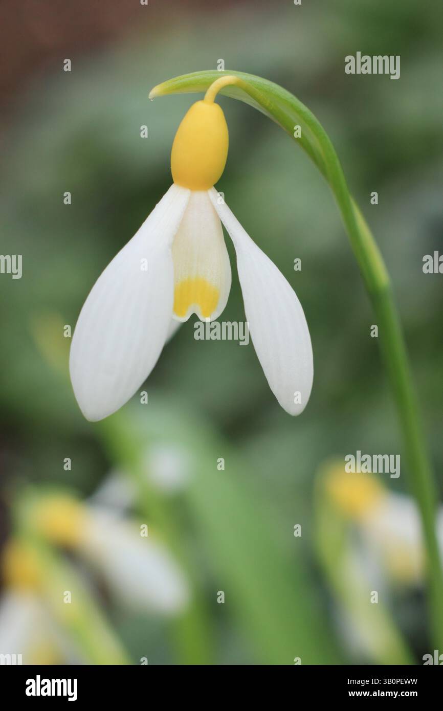 Galanthus Spindlestone Surprise snowdrop displaying striking yellow ...
