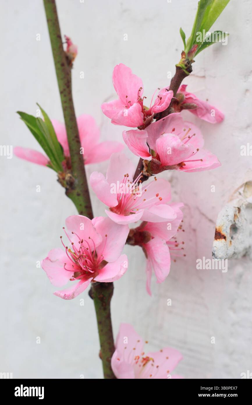 Preach hi-res stock photography and images - Alamy