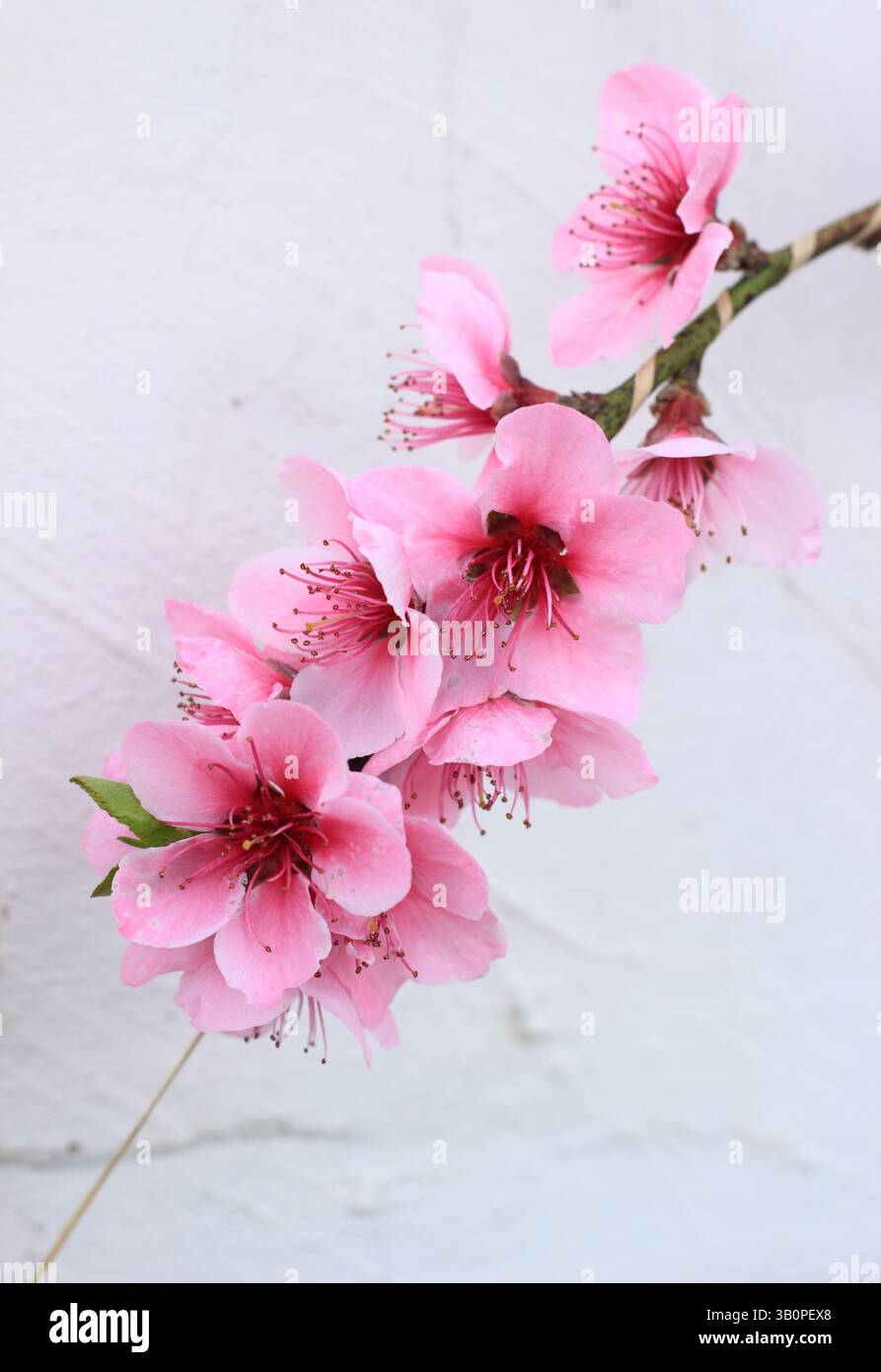 Nectarine 'Pineapple' fruit tree blossoms trained against a white wall ...