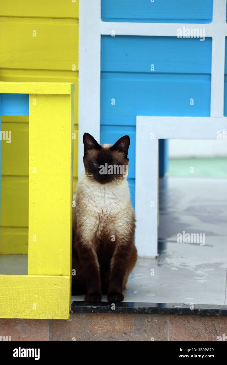 Sentado en madera hi-res stock photography and images - Alamy