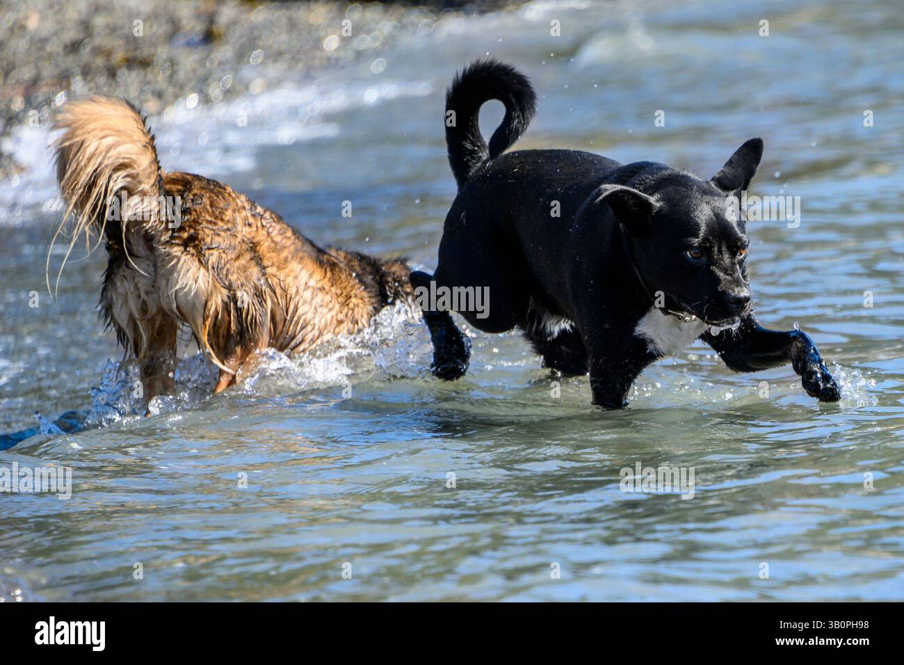 Two dogs playing around near hi-res stock photography and images - Alamy