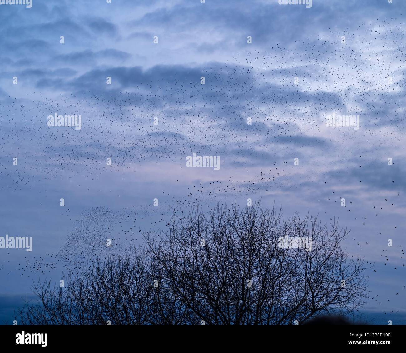 A starling murmuration over the nature reserve at RSPB Ham Wall ...