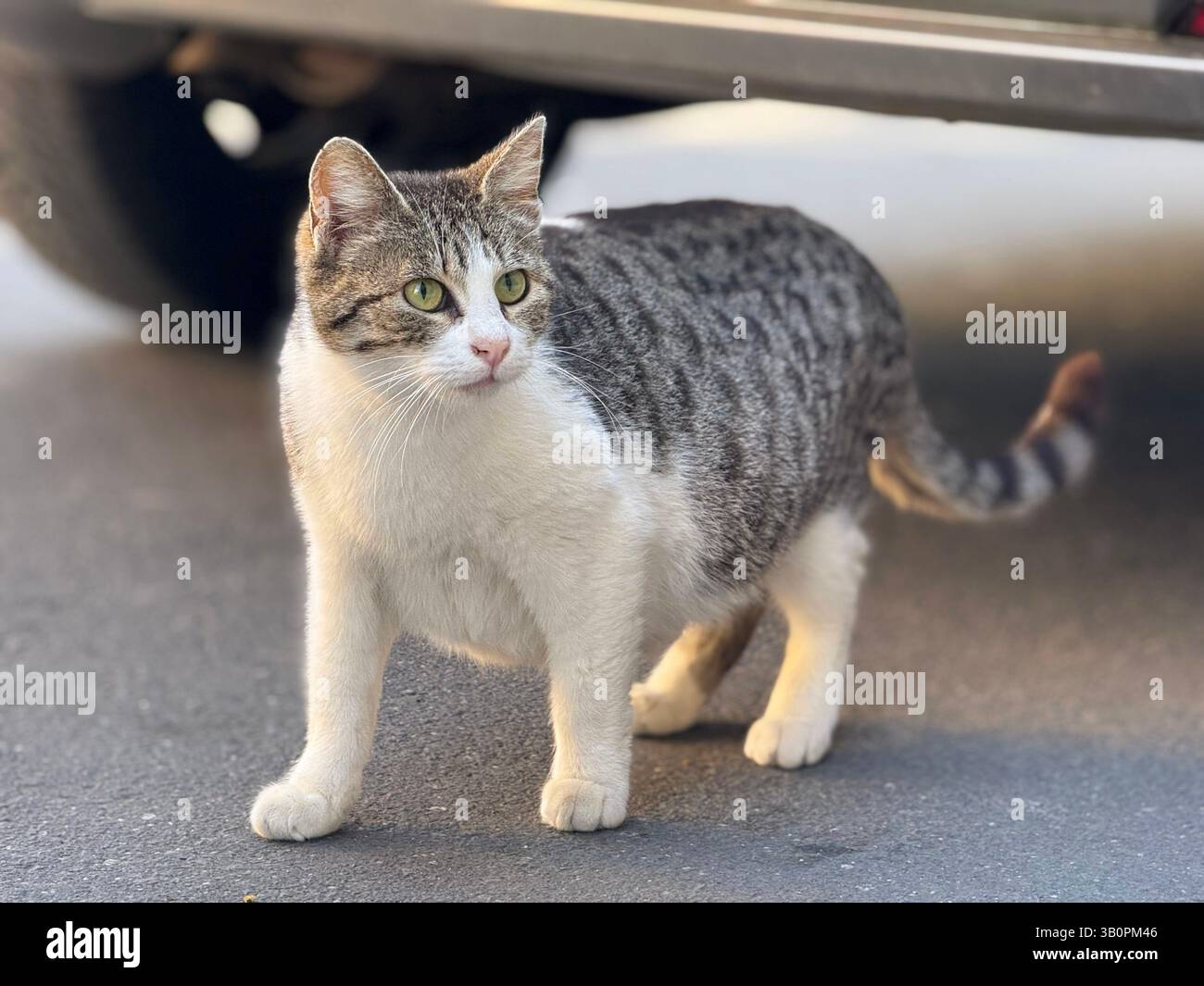 A fat stray cat on the street of Split, Croatia Stock Photo - Alamy
