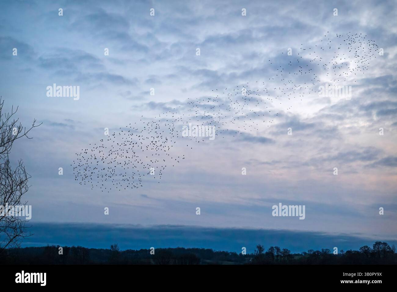 A starling murmuration over the nature reserve at RSPB Ham Wall ...