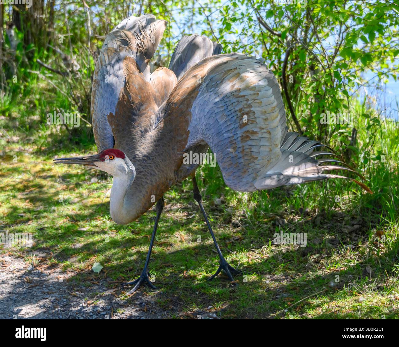 Sandhill crane stretches wings hi-res stock photography and images - Alamy