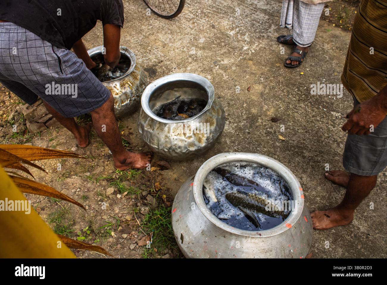 Group of people engaging in traditional open-air fish cleaning and ...