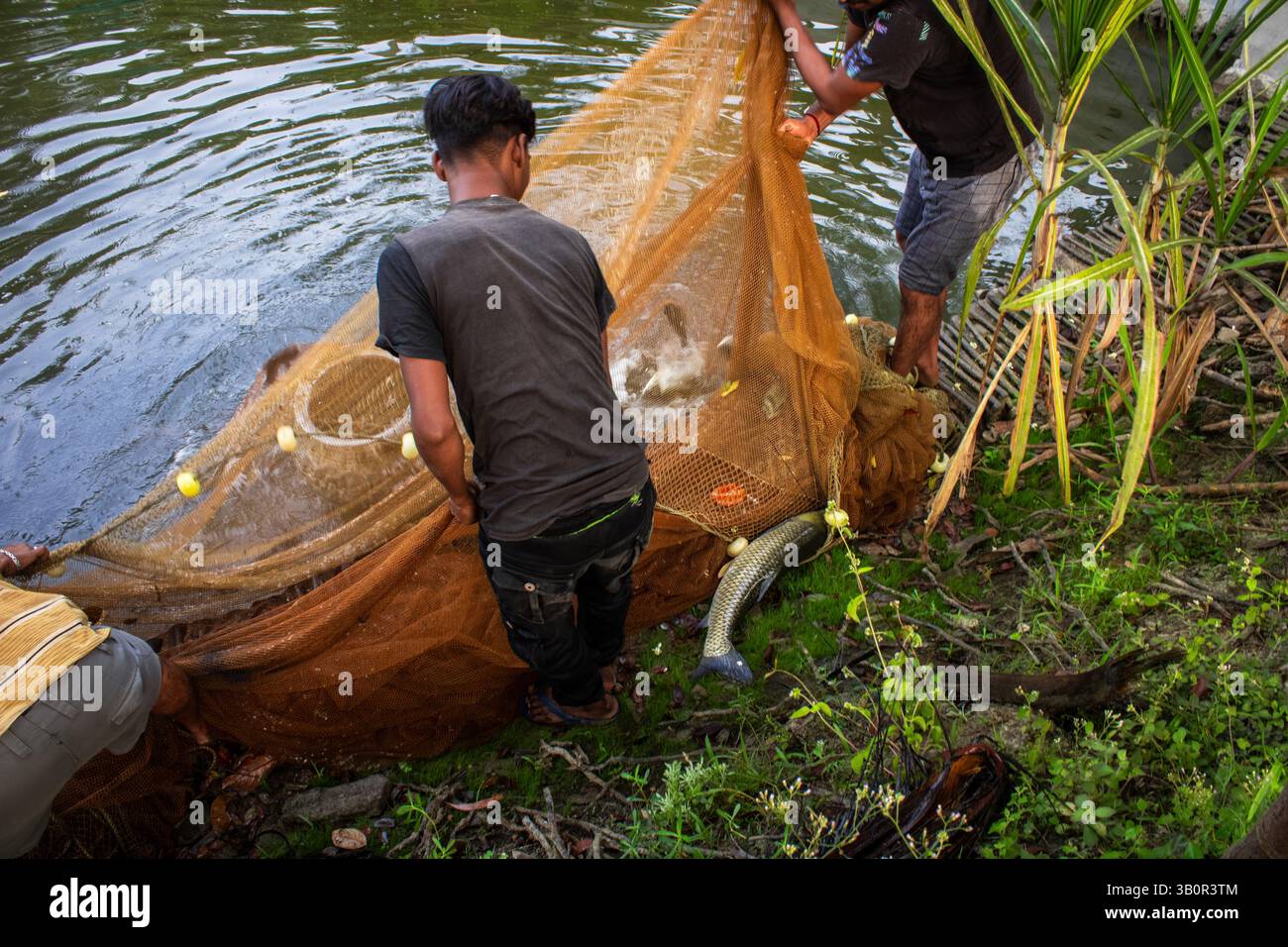 fisherman work together pulling a fishing net from the water close to a ...
